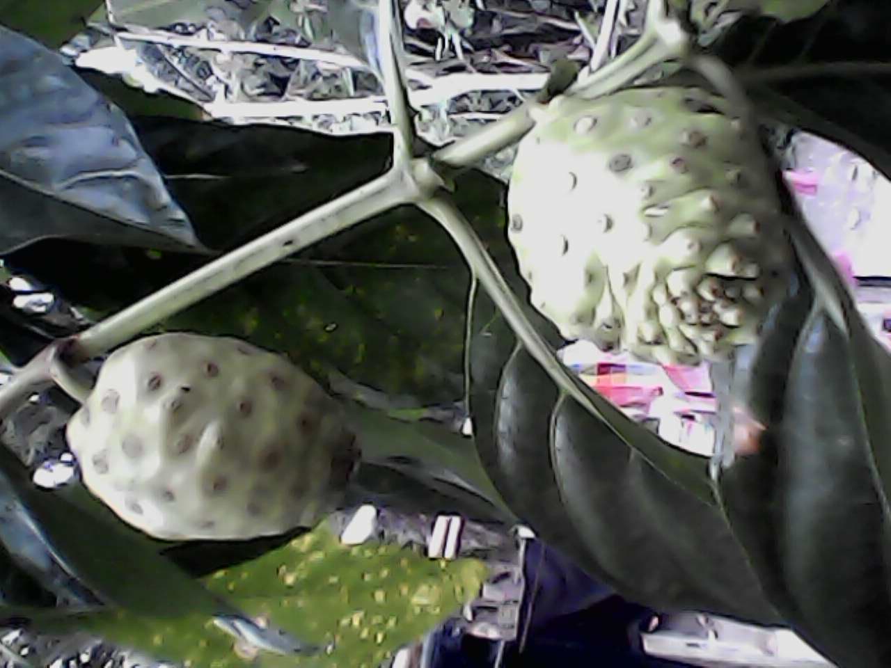 Manfaat dan Khasiat Buah Pace atau Mengkudu sehat alami