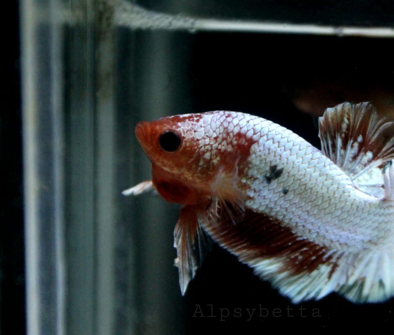 Fccp ~ ALPSY BETTA GALLERY