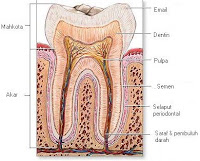 Pengertian, Struktur Dan Fungsi Gigi Manusia - Indonesia Pintar