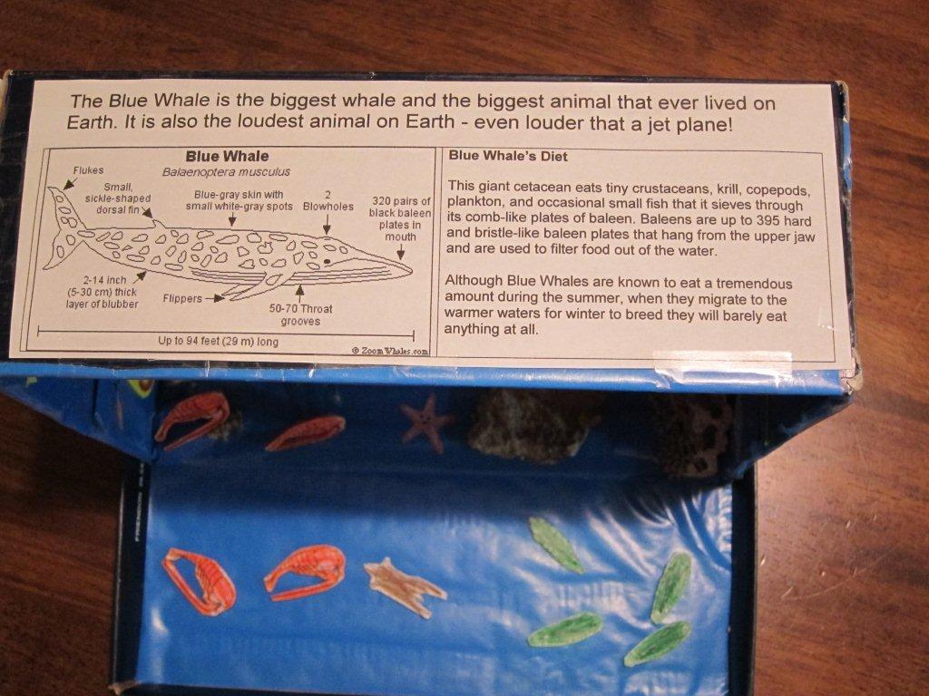 Nap Time News: Nora's Habitat Diorama - The Blue Whale