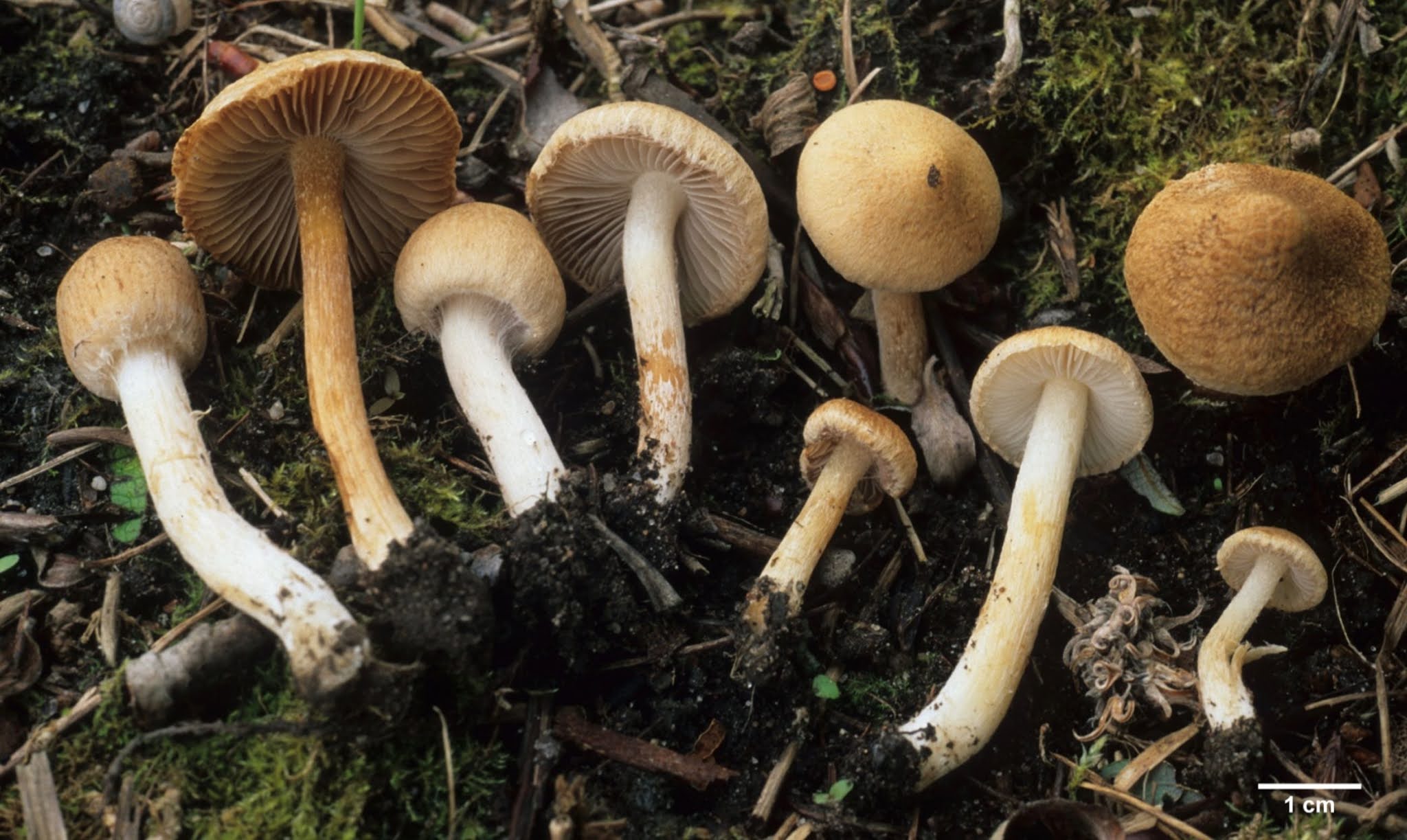 Species New to Science: [Fungi • 2020] Inocybe woglindeana (Agaricales ...