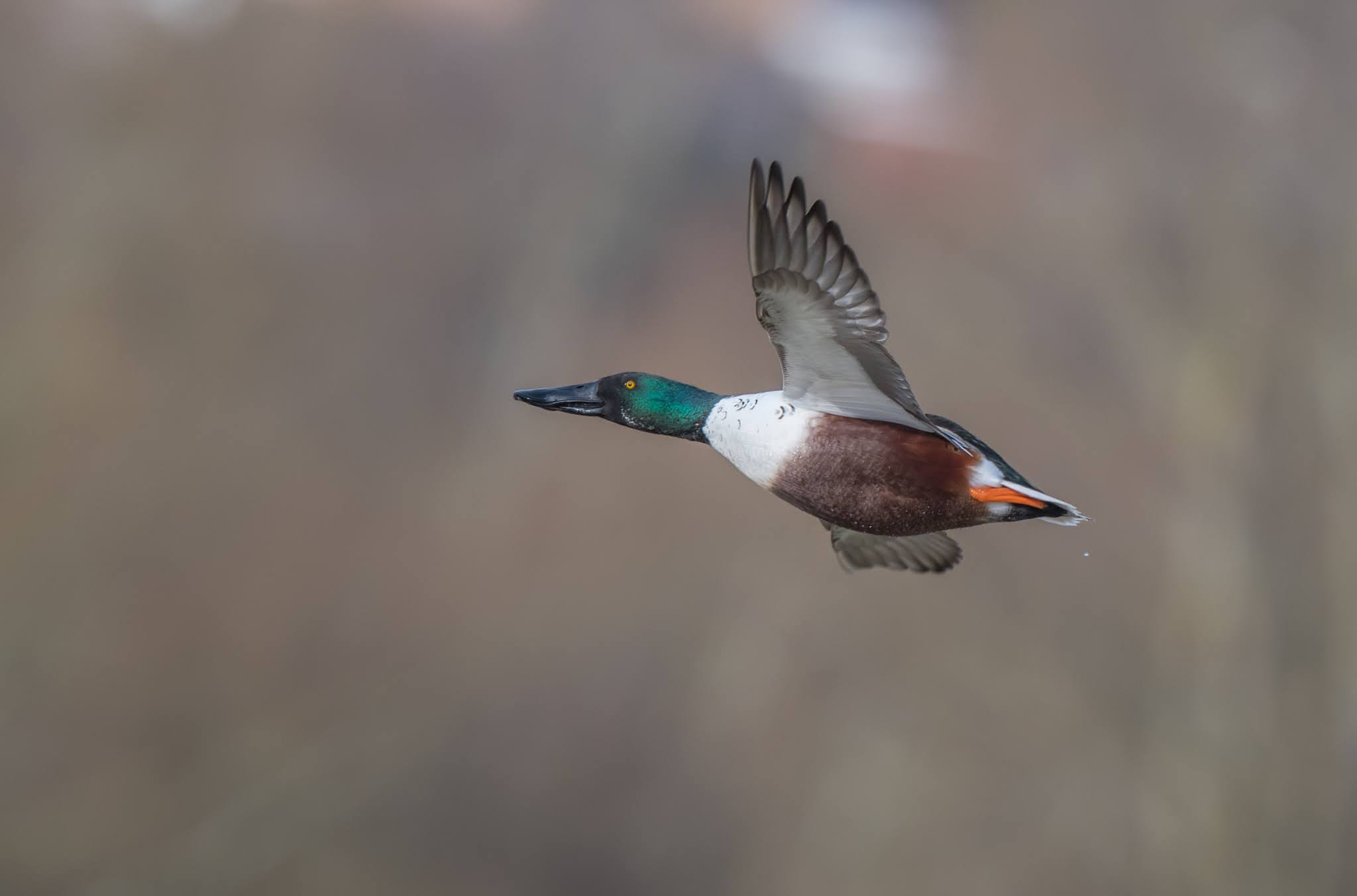 Northamptonshire Birding: Early spring migration.