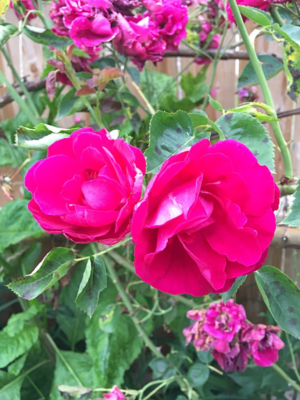 All things Collie: Flower Friday - Collie-flowers