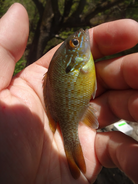 Extreme Philly Fishing: Be a "Sunfish Expert:" A Simple Guide for ...
