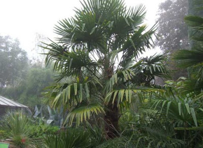 HARDY PALM TREES FOR GROWING IN COLD CLIMATES |The Garden of Eaden