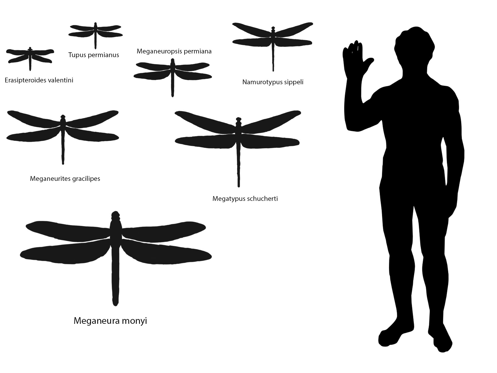 'Capung' Raksasa Meganeura, Serangga Terbesar di Dunia yang Pernah Ada