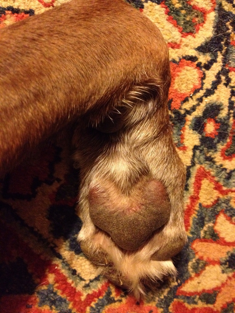 Content in a Cottage