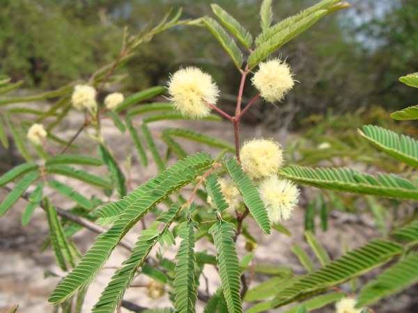 ASOCIACION ECOLOGISTA RIO MOCORETA: ÁRBOL DE GARABATO HEMBRA , Acacia ...