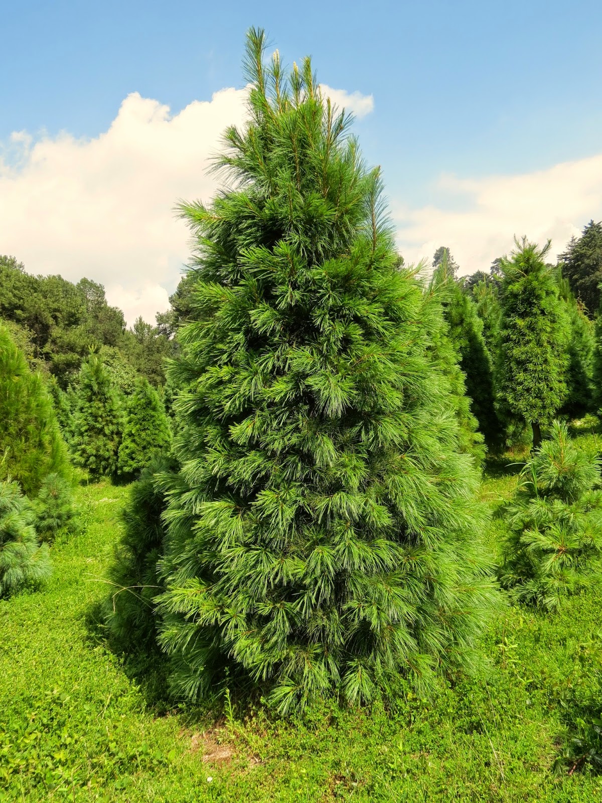 INFORMATIVO AL MOMENTO DE LA NOTICIA: MEDIO AMBIENTE