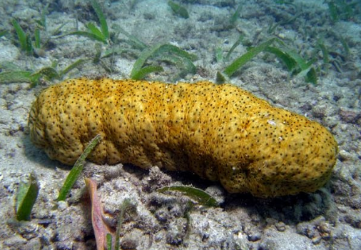 Timun Laut Atau Teripang - IKAN DAN LAUT