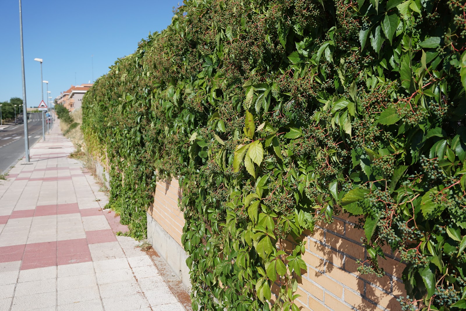 Plantas de Huerta Otea, Salamanca: Parra de Virginia, para virgen ...