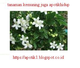 rahasia Di balik tanaman kemuning | Apotik Hidup + (nuansa)