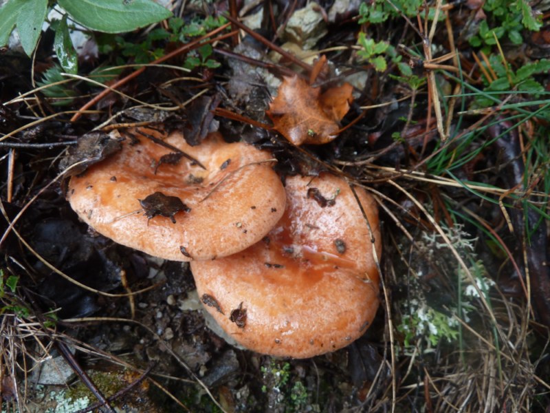 Entre boscos i muntanyes, fusió amb la natura: CAP DE SETMANA DE ...