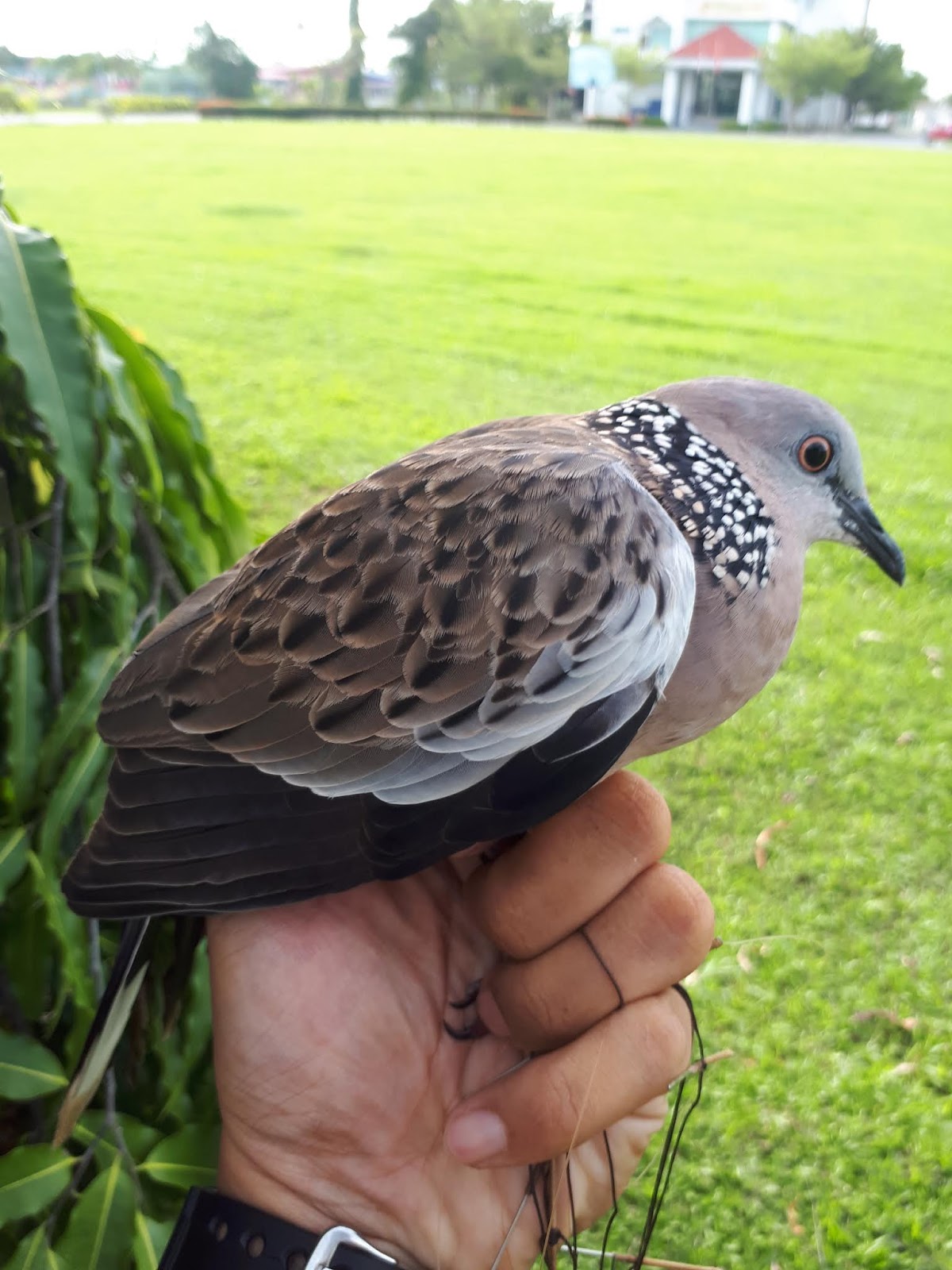 BLOG BURUNG MERBOK DAN TERKUKUR PIKAT