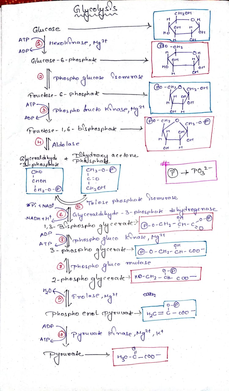 Glycolysis summary, steps of glycolysis, regulation of glycolysis
