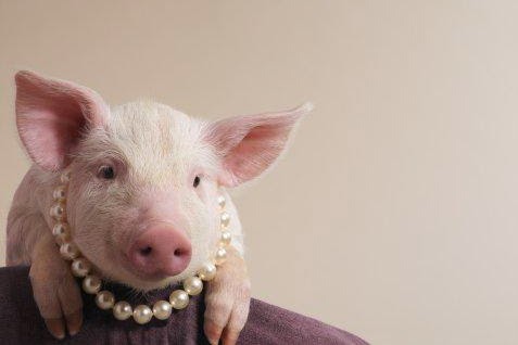 Galatians419: Casting Our Pearls Before Swine