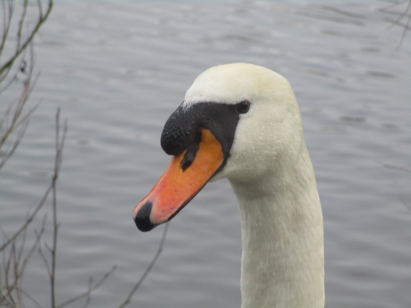 Swan Lake. Waterworks Park, North Belfast
