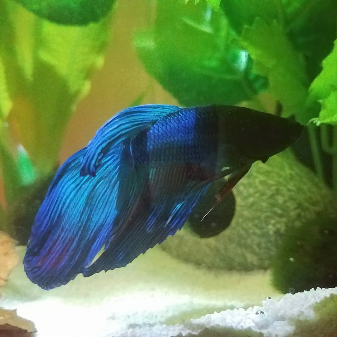 Knowing All Types Of Betta Fish - By Tail, Pattern And Color With Photo ...