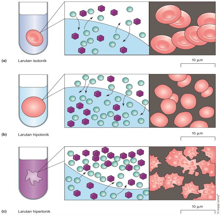 Osmosis dan Filtrasi - KURIKULUM 2013