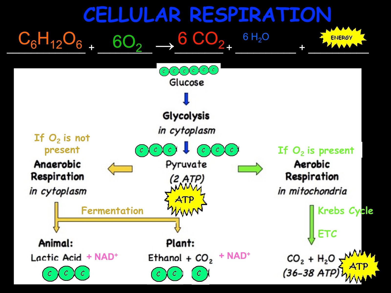 Cellular Respiration Graphic Organizer