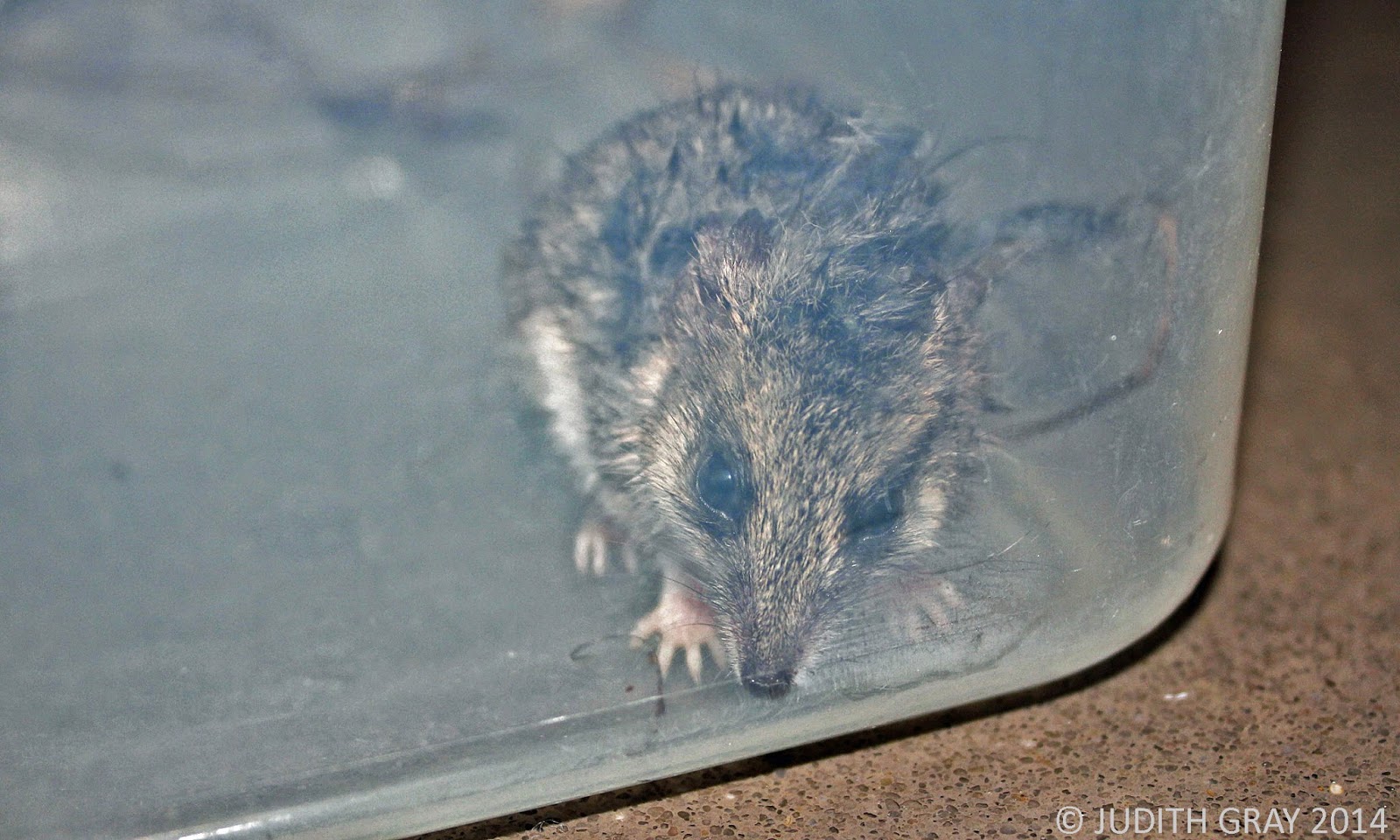 Common Dunnart at Jarowair