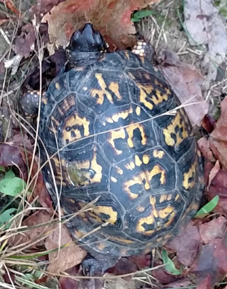 The Mathematical Tourist: Box Turtle