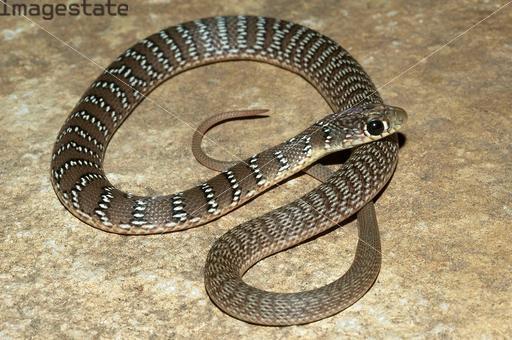 Reptile Research and Conservation Trust Of India: 30 Species Of Indian ...