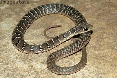 Reptile Research and Conservation Trust Of India: 30 Species Of Indian ...