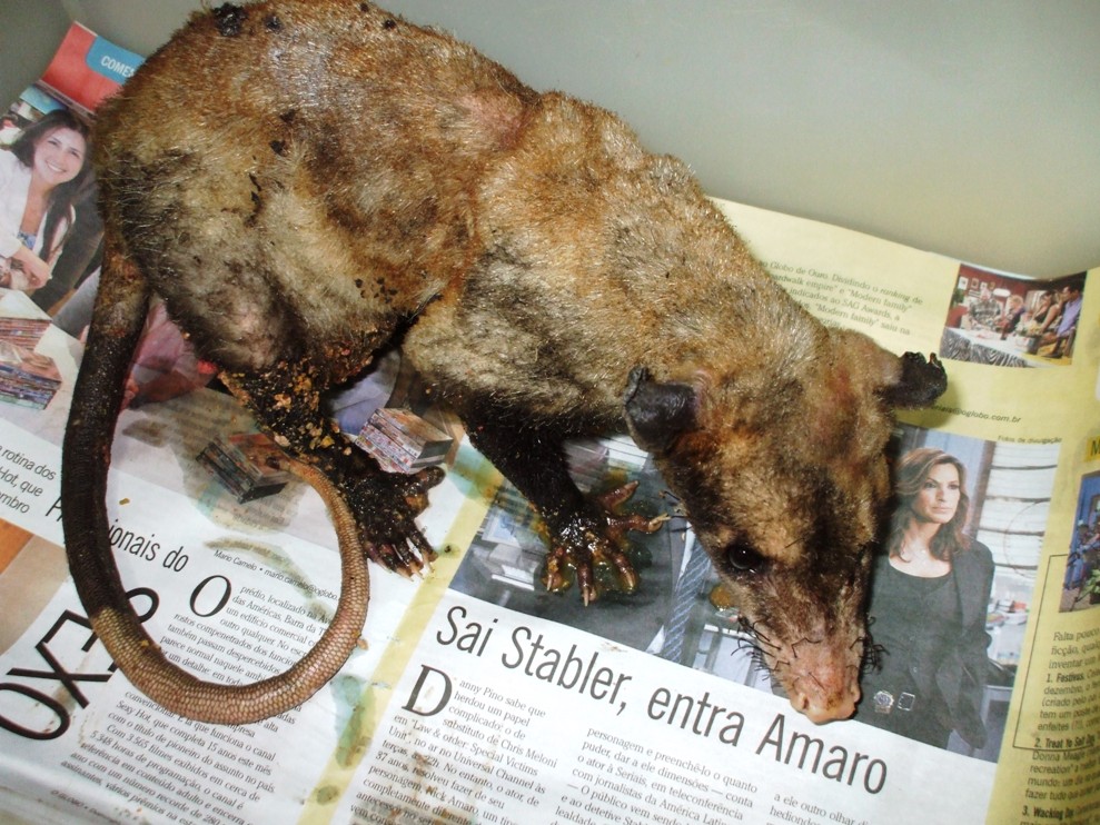 Cuidar é o Bicho: A maldade e ignorância humana