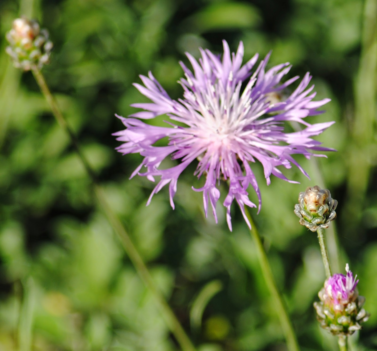 Adventures through Photography: Taphophile Tour - Historic Sacramento ...