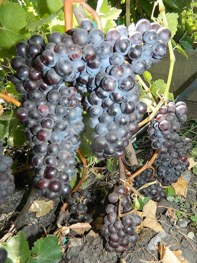 Anggur jenis Chornyy zhemchug - Black Pearl | Pohon Anggur Genjah