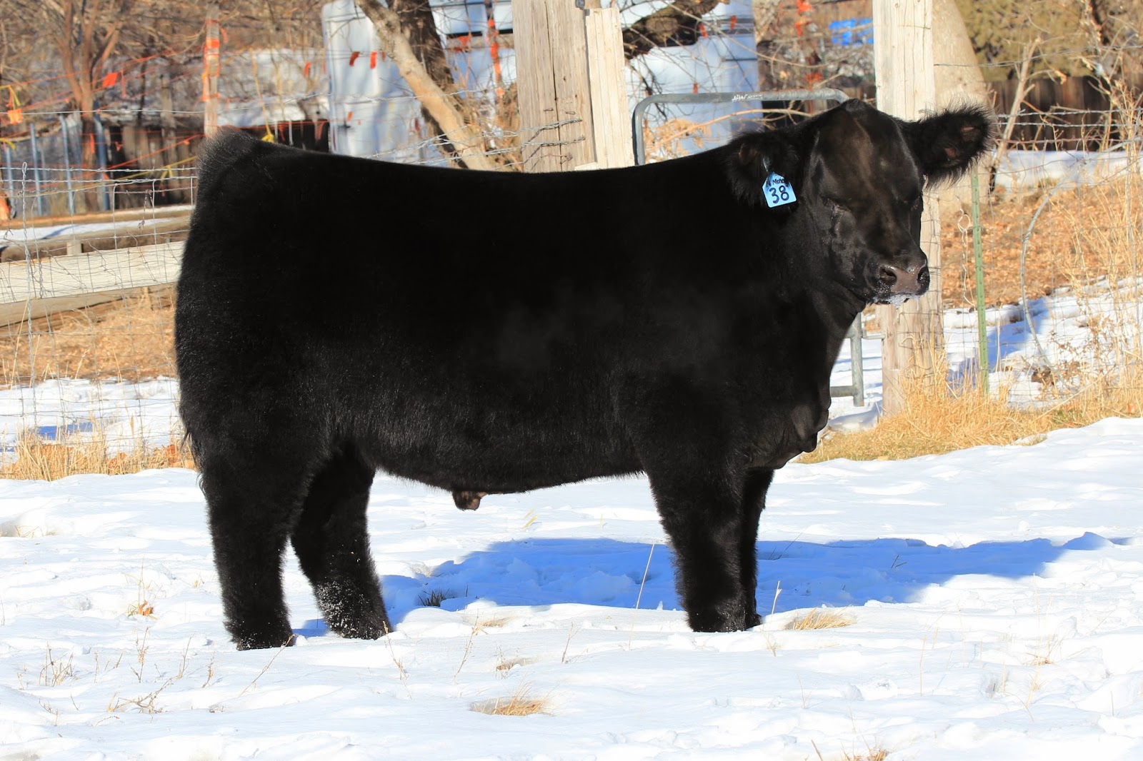 Bushman Cattle Company: Monopoly Money Bull Prospect