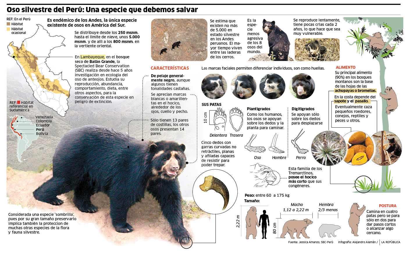 Infografías Alejandro Alemán: Infografía Oso Silvestre del Perú u Oso ...