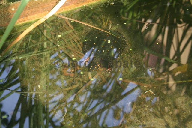 Clemmys guttata: la tortuga moteada: El estanque de las tortugas