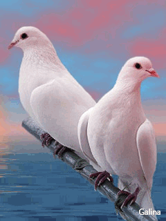 Animated GIF: Dove Lovers
