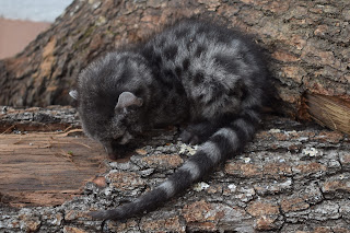 ZOOTOGRAFIANDO (6.100 ANIMALS): JINETA COMÚN / COMMON GENET (Genetta ...