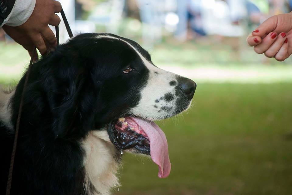 * CLUB CANINO DEL ESTADO ARAGUA *: Perro mucuchíes: Raza canina oficial ...