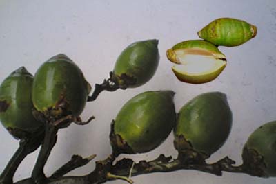 Makan Buah Pinang ala Papua | Paradise in Papua