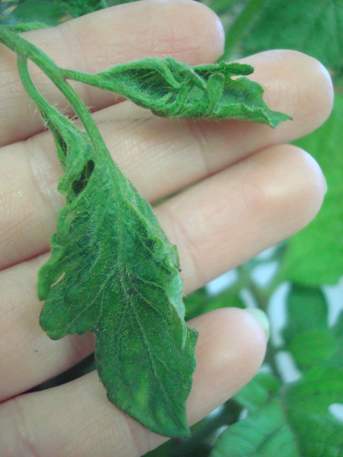 University of Illinois Plant Clinic: A Few Tomato Diseases Seen at the ...