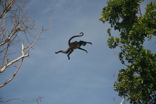 Amazing Animals Jump - Nice Pics ~ Hampix