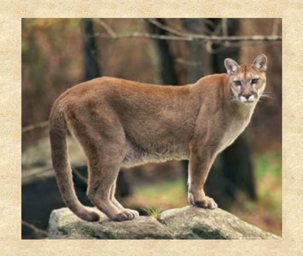 Vampiro Erudito: Jaguarundí