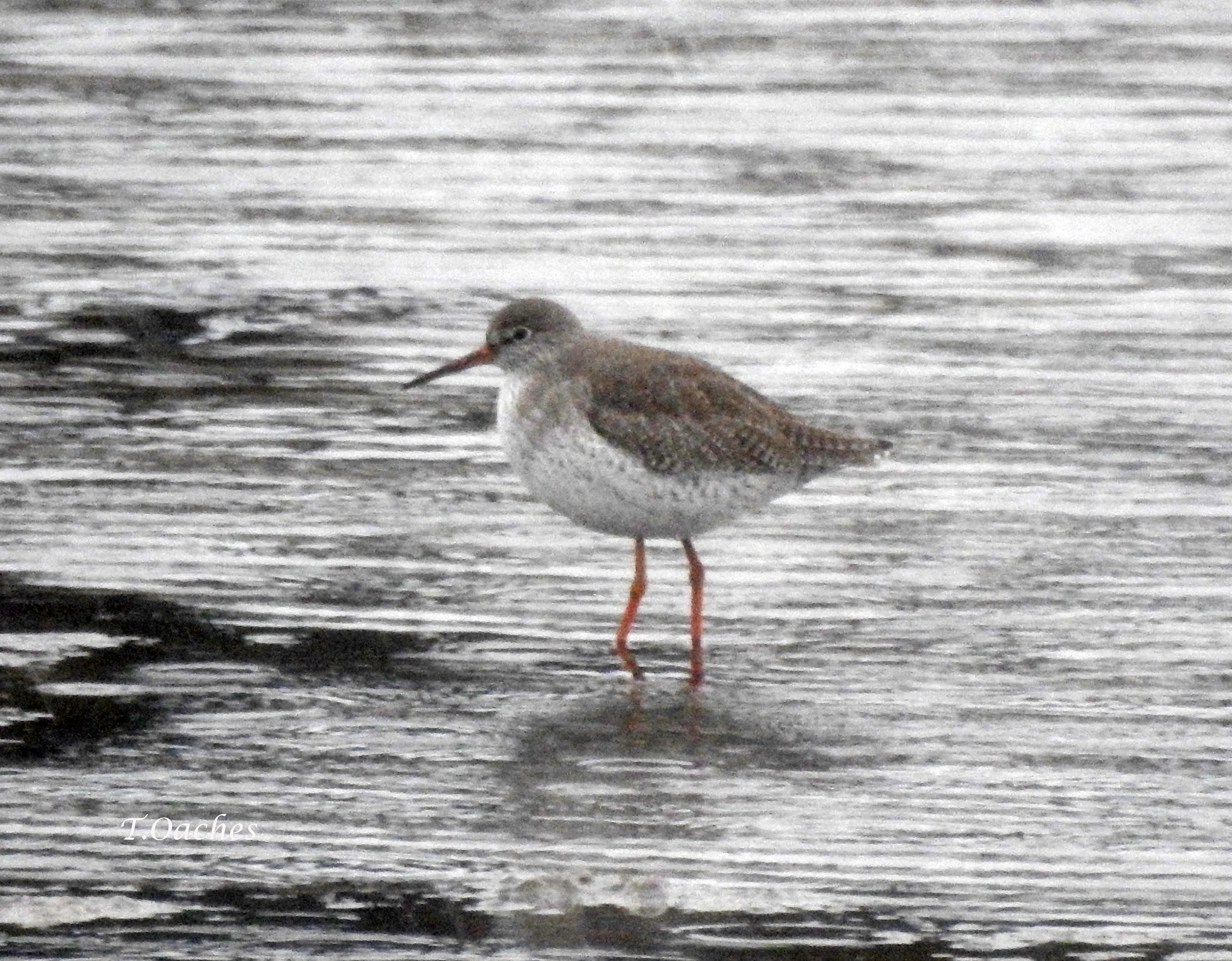 PASARI DIN ROMANIA: FLUIERAR CU PICIOARE ROSII, Tringa totanus