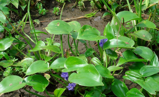 Pengertian Gulma : Gulma Adalah.. - INFO TANAMAN DAN DUNIA SEKITAR KITA