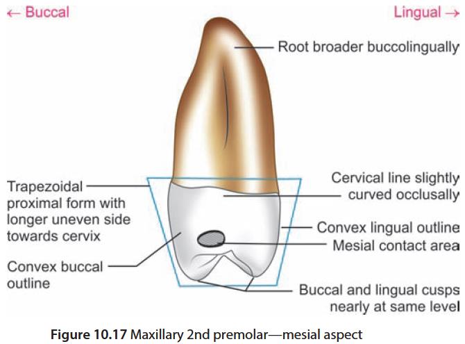 maxillary second premolar l tooth crown & root morphology revision for ...