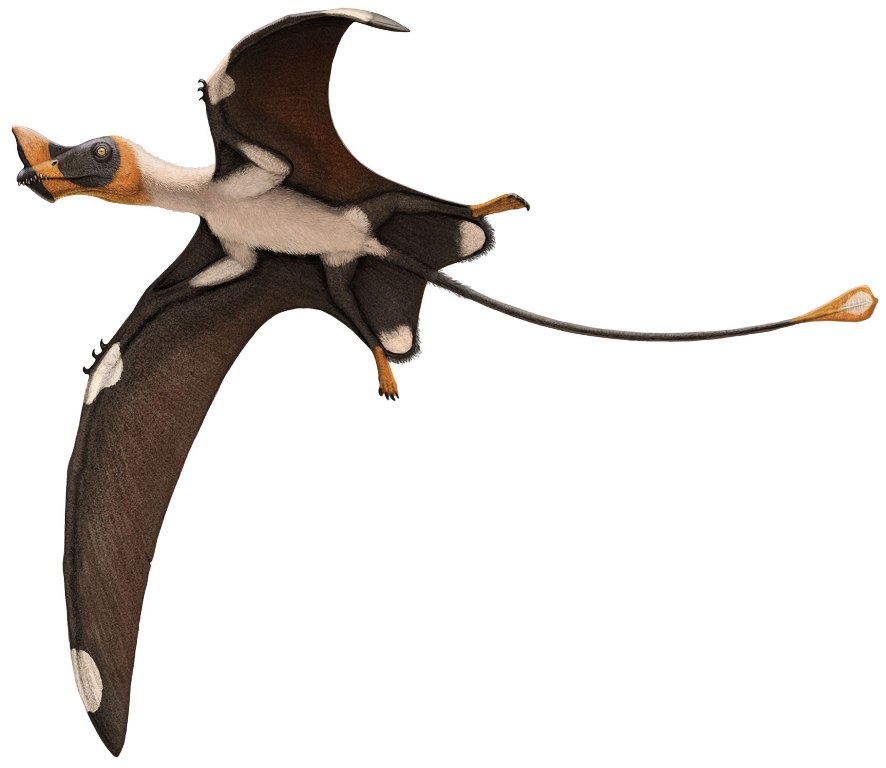 Blog de la Vida Prehistórica: Caviramus