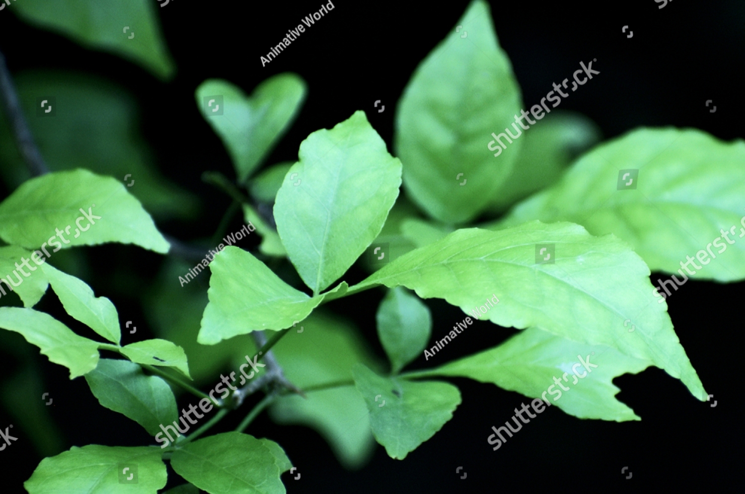 The Almighty Mahadev: The Significance of Bel Leaf Tripĺet in the ...