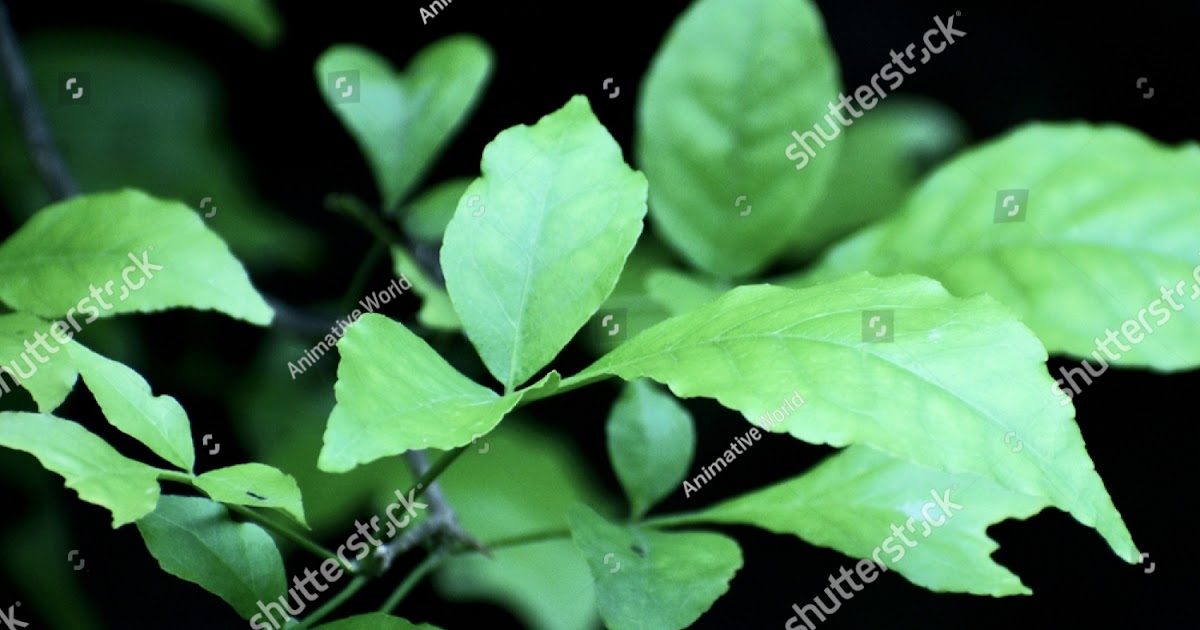 The Almighty Mahadev: The Significance of Bel Leaf Tripĺet in the ...