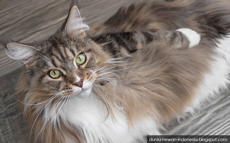 Mengenal Macam-Macam Kucing Terpopuler yang Imut dan juga Sering ...