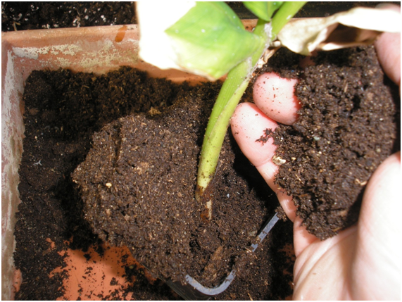 Plantas Aromáticas: Modos de propagación. División de mata.