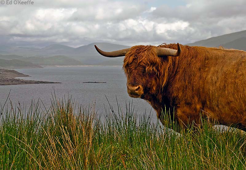Temperate Climate Permaculture: Heritage Breeds: Highland Cattle
